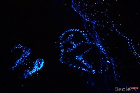 몰디브의 반딧불 해변 인스티즈instiz 인티포털 카테고리