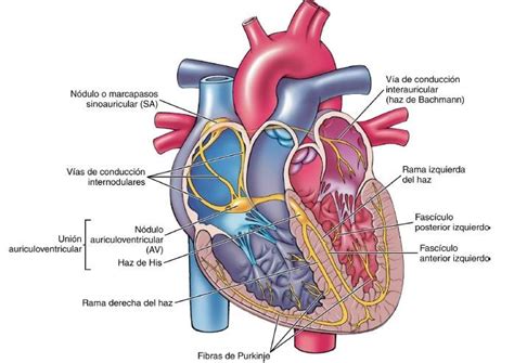 Sistema De Conducción Eléctrica Download Scientific Diagram