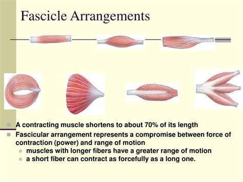 Ppt Chapter 11 Powerpoint Presentation Free Download Id 1463242