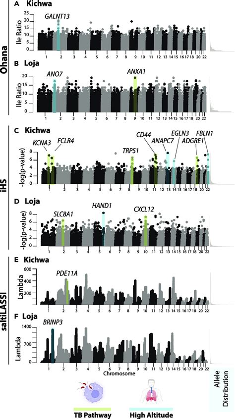 Selection Scans Highlighting The Strongest Signals Of Positive Selection Download Scientific