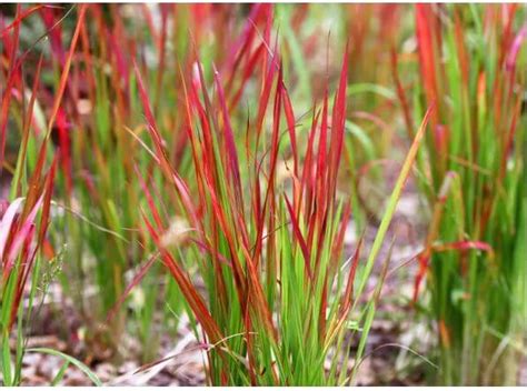 Ornamental Grasses Ohio You Must Grow These If You Want A Lush Lawn