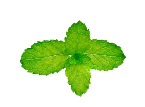 신선한 민트 잎 흰색 절연 프리미엄 사진