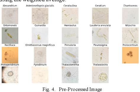 Figure 1 From Machine Learning For Plankton Species Identification And Classification A New Era