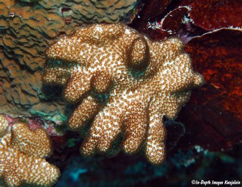 Cladiella Cf Australis Marshall Islands