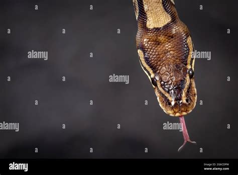 Royal Python Python Regius Studio Photography Stock Photo Alamy