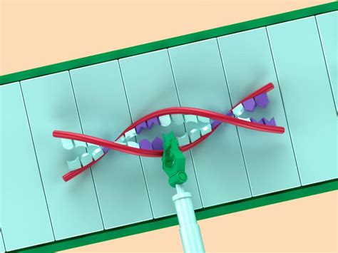 Dna Damage Response As A Potential Treatment For Cancer Merck