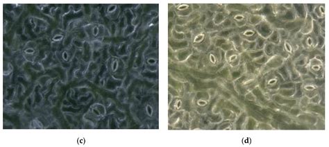 Stomata Microscope Open
