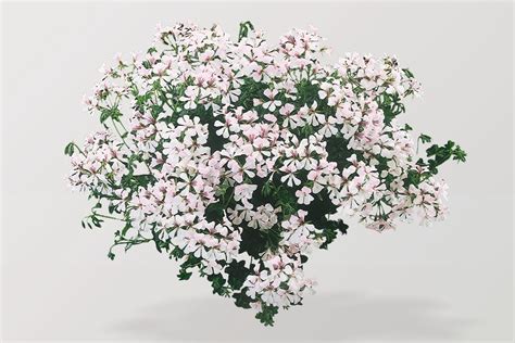 Pelargonium Peltatum Classic Single Ville Dresden Jaunstādi Onavalv