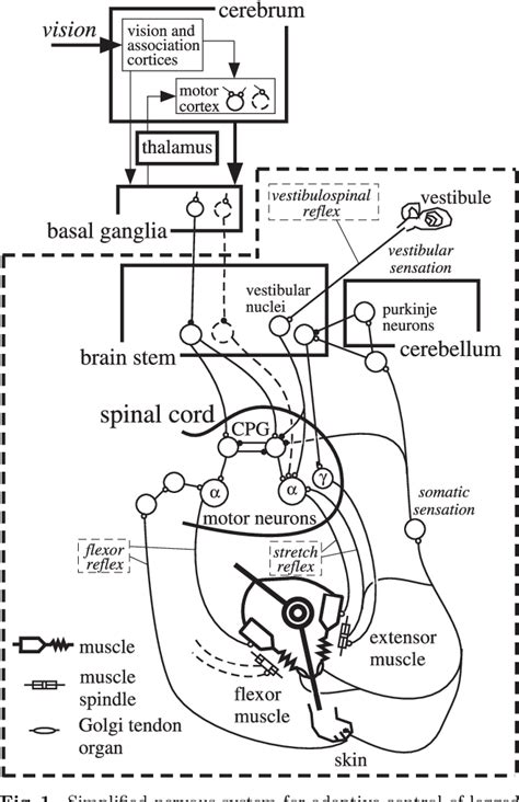 Table 1 From Biologically Inspired Adaptive Dynamic Walking Of A