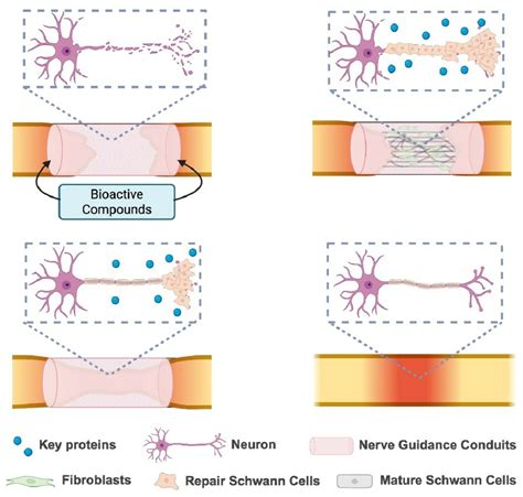 Peripheral Nerve Regeneration Reimagined Cutting Edge Biomaterials And