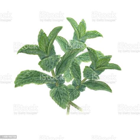 하얀 배경에 분리된 민트 지점의 꽃다발 신선한 향기로운 녹색 잎의 수채화 그림입니다 카드 디자인 전단지 포스터 라벨 인쇄 배너 메뉴 건강관리와 의술에 대한 스톡 벡터 아트