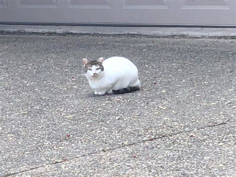 Reminded Me Of A Mithra Rffxi