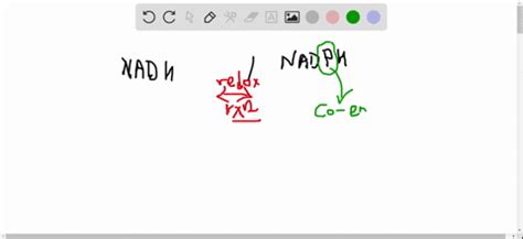 SOLVED How Does The Difference Between NADH And NADPH Affect The Reactions In Which They Are