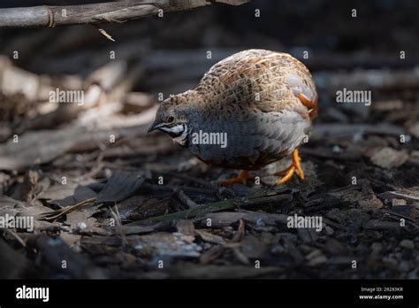 Male King Quail Coturnix Chinesis Forages The Forest Floor For A Meal