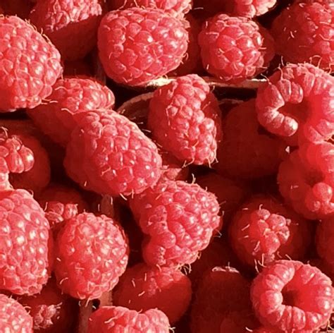 Raspberry Octavia Fruits Late Summer Raspberry Octavia Fruits Late Summer