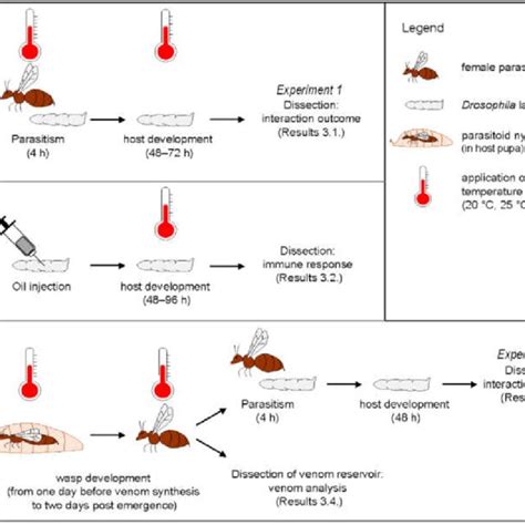 Schematic Illustration Of The Experimental Designs A Thermometer Download Scientific Diagram