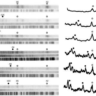 Fe BABE Mediated DNA Cleavage Patterns At The Different Promoters As Download Scientific
