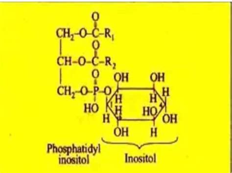 Complex Lipids Phosholipid Structure And Function Pptx