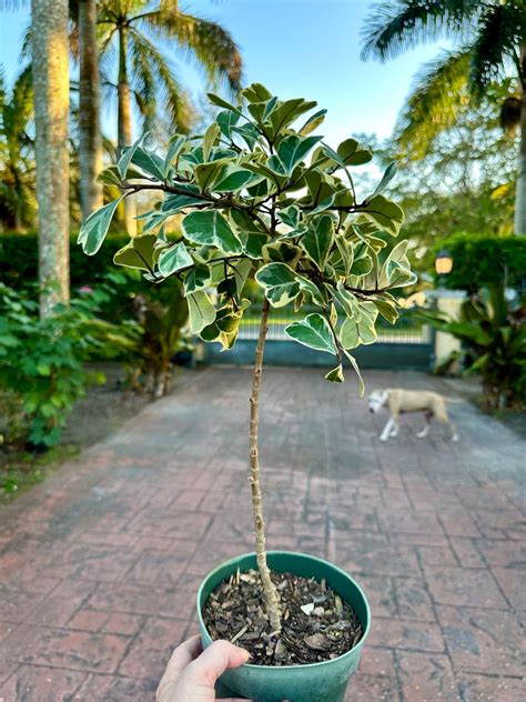 Variegated Ficus Natalensis Ficus Triangularis 6 Pot Tree Form Etsy