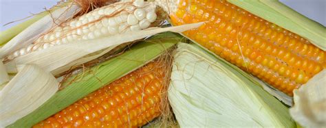 Iita Improving Maize Genotyping Workflow In Developing Countries