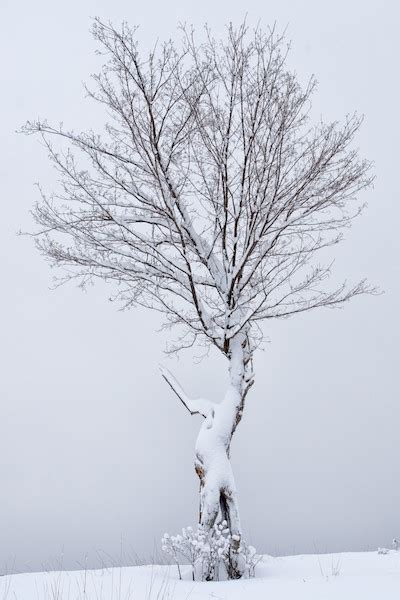 Jan 2014 Gallery White Luke Van Leeuwen