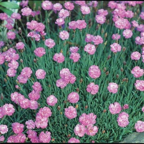 Tiny Rubies Dianthus Foothills Nurseries