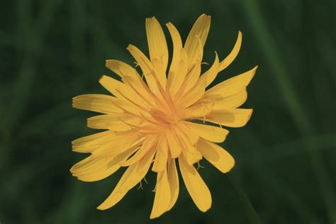 Northern Microseris Flowers Of Rainier