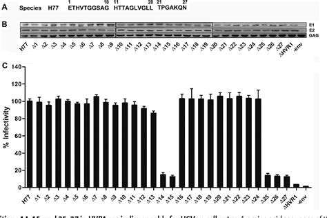 Figure 1 From Three Different Functional Microdomains In The Hepatitis C Virus Hypervariable
