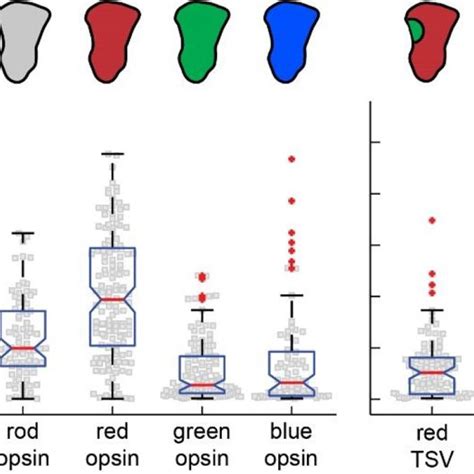 Pie Fccs Data Of Rod And Cone Opsins Single Cell Crosscorrelation Download Scientific Diagram