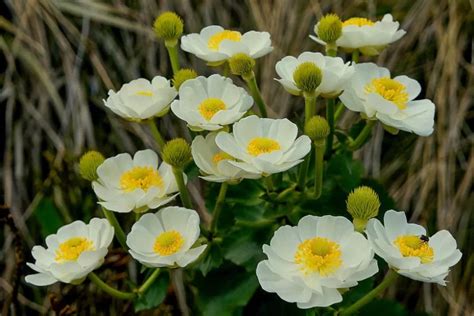 Ranunculus Lyallii Mount Cook Buttercup