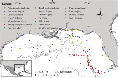 Gom Distribution Of Cetacean Visual Survey And Coastal Cetacean