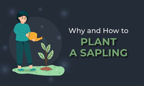 Why And How To Plant A Sapling