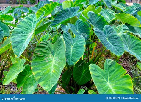 Taro Or Elephant Ear Plant Leaves In A Lush Garden Stock Image Image