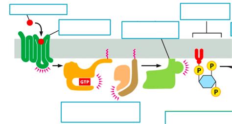Phospholipase C Pathway 1 Diagram Quizlet
