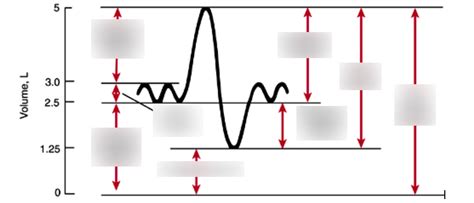 Lung Graph Diagram Quizlet