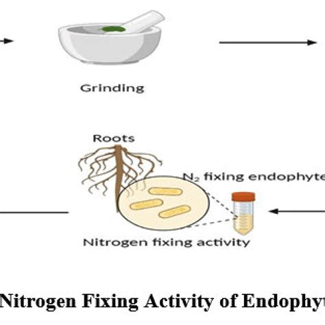 Nitrogen Fixing Activity Of Endophytic Bacteria Associated With Kalanchoe Pinnata Lam And Its