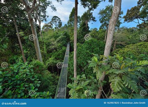 Rainforest Discovery Centre Editorial Image Image Of Borneos