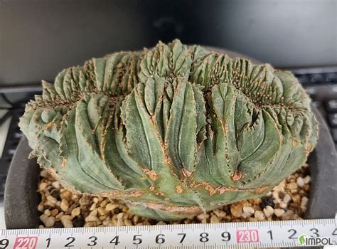 오베사 철화 대품 특이한 무늬 다육식물선인장 심폴