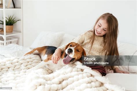 개 침대에 아이입니다 비글과 여자는 함께 웃음 웃 긴 강아지와 예쁜 백인 소녀 침실에서 써니 크리스마스 아침 백그라운드에 크리스마스 트리 놀기에 대한 스톡 사진 및 기타