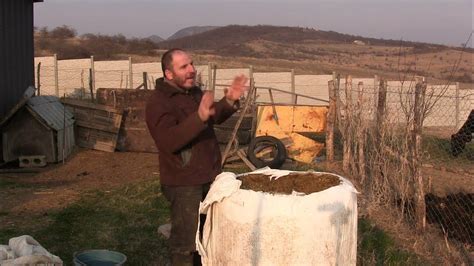 ზამთრის პერიოდში სილოსი ბაგური საქონელისთვის ისეთივეა როგორც სუფრაზე დესერტად შოკოლადი Youtube