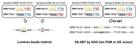In Phase HLA Genotyping By Next Generation Sequencing A Comparison Between Two Massively