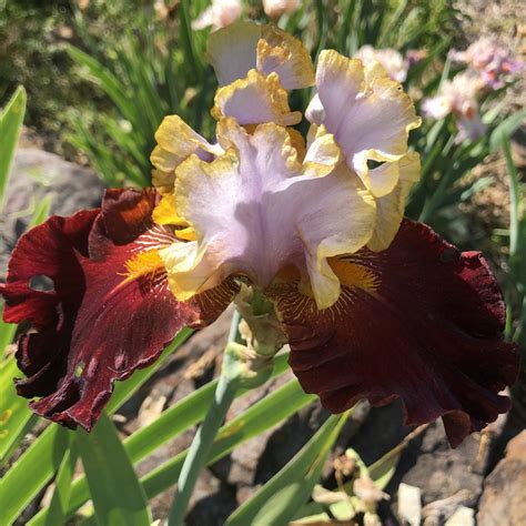 Tb Iris Plot Line