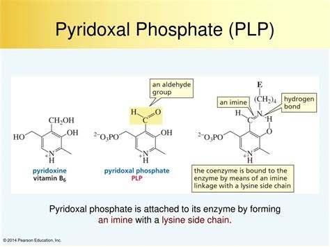 Ppt Role Of Coenzymes In Enzyme Catalysis Powerpoint Presentation