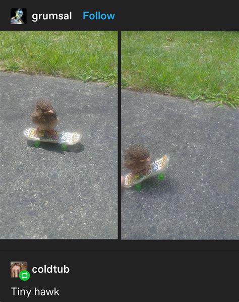 Meet The Feathery Tony Hawk Tiny Hawk Scrolller