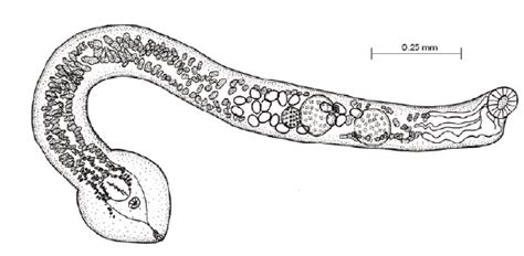 Nuevo Registro Para Colombia De Dos Especies De TremÁtodos Digenea