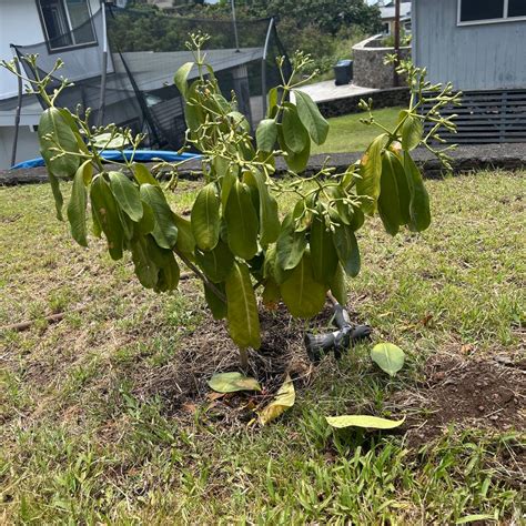 🌸 How To Propagate Your Puakenikeni
