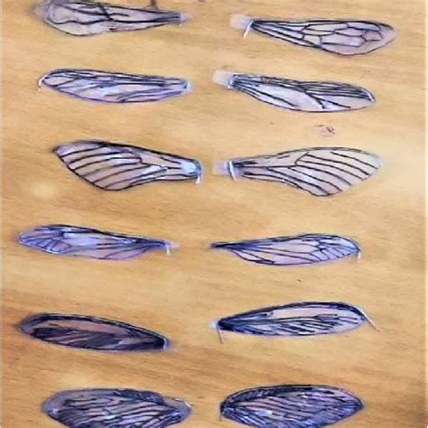 Pdf Experimental Investigation On Lift Generation Of Flapping Mav With Insect Wings Of Various