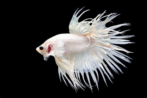 Discover 9 Types Of Fighter Fish A Z Animals