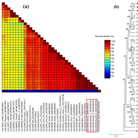 pairwise sequence analysis using sequence demarcation tool sdt v1 2