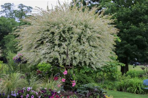 6 Reasons To Plant A Dappled Willow And How To Care For It